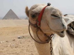 What Is The Eye Of The Needle (Matthew 19:23-24 / Mark 10:25)? – Dust ...