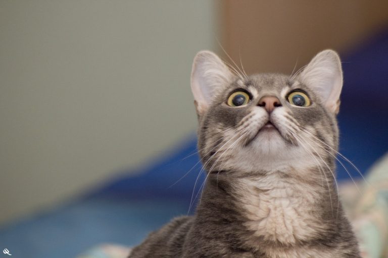 alarmed-cat-meme-blank – Dust Off The Bible