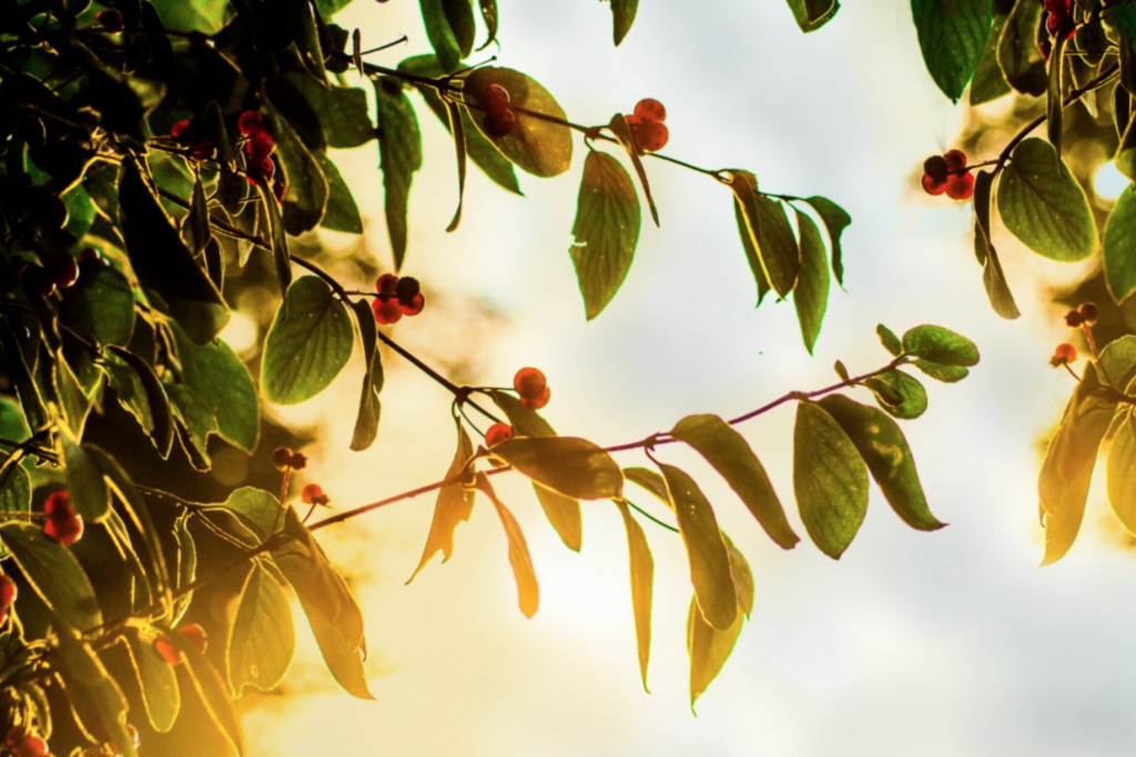 bearing good fruit – Dust Off The Bible